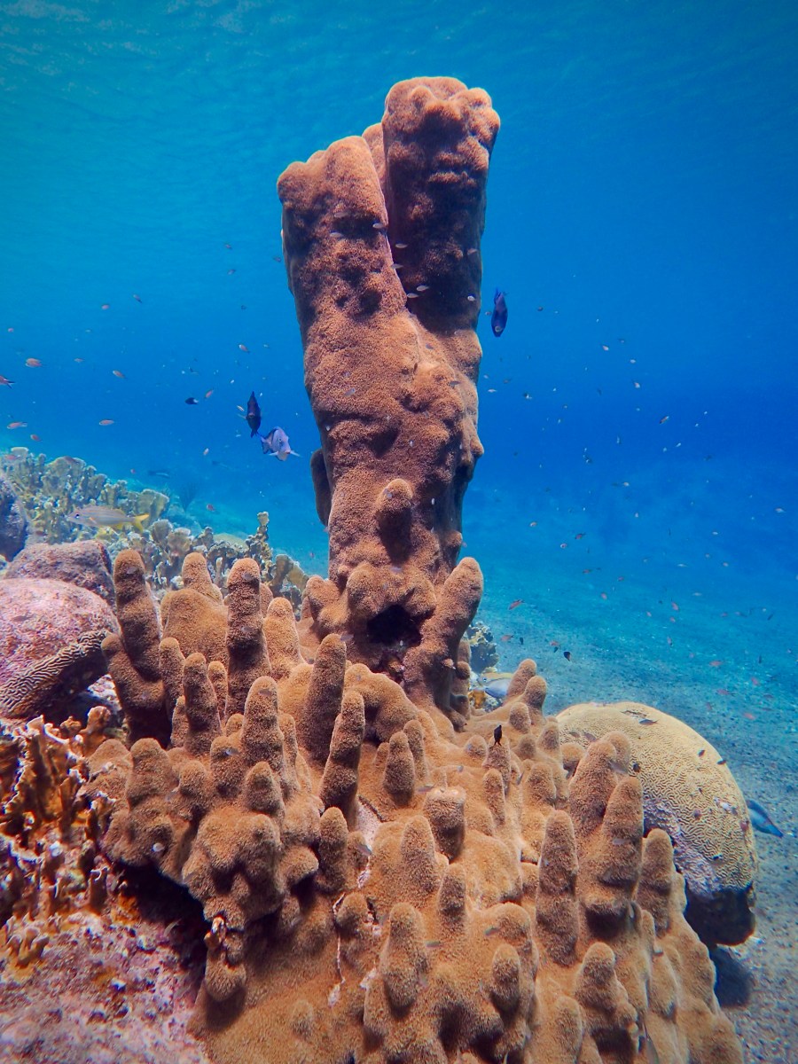 Sponge tower – Photos by Arnold